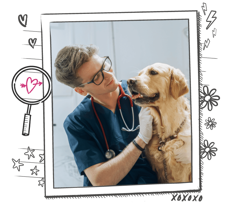 Pet Insurance Quotes | Animal Friends