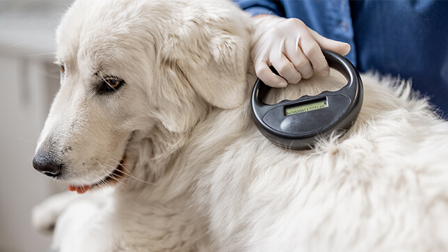 Banish Beagle Cruelty | Animal Friends