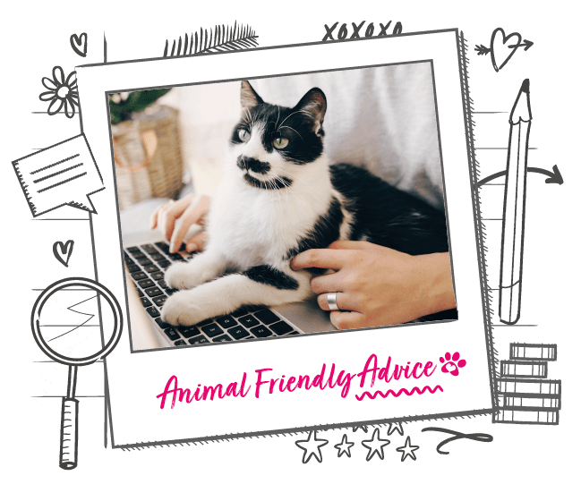 Cat Breed Guides | Animal Friends