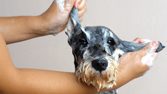 5 Top Tips on Washing your Dog | Animal Friends
