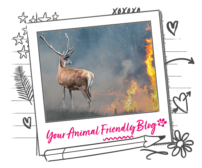 Earth Day: How Natural Disasters Affect Animals | Animal Friends