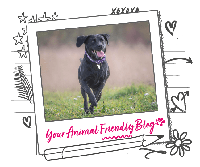 10 Benefits of Owning a Pet - Animal Friends Pet Insurance | Animal Friends