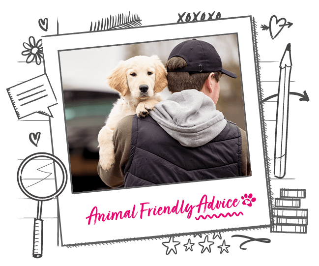 Tips to prevent dog theft | Animal Friends Pet Insurance | Animal Friends