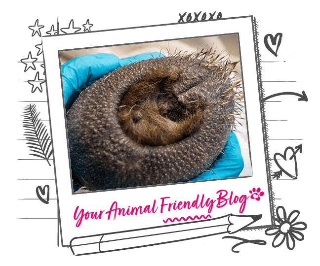 How Does Stress Affect Animals? | Animal Friends