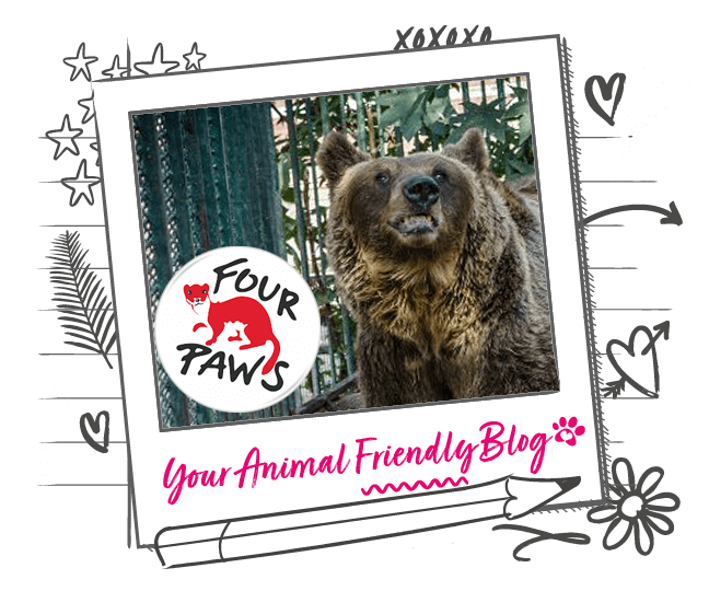 Guest Blog: FOUR PAWS UK’s Rescue of Two Bears in Croatia | Animal Friends