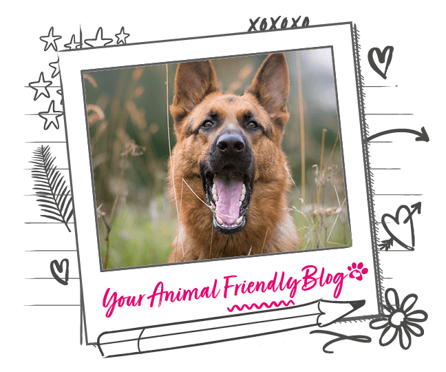 The importance of regularly getting your pet weighed | Animal Friends