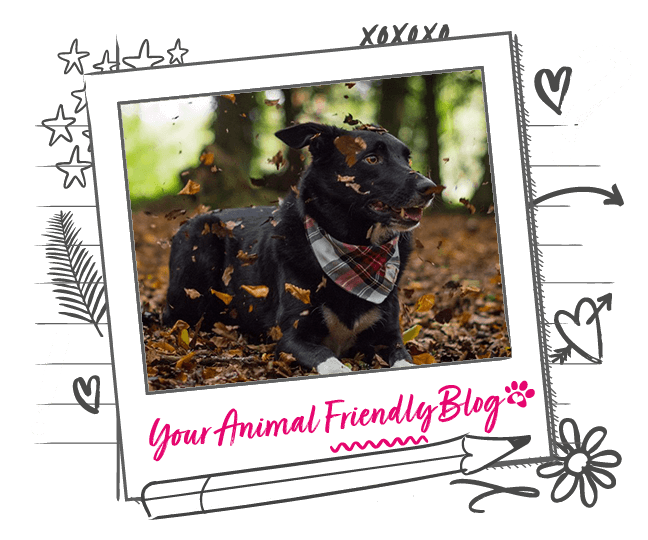 Dangers of fallen leaves, fruits and other autumn hazards | Animal Friends