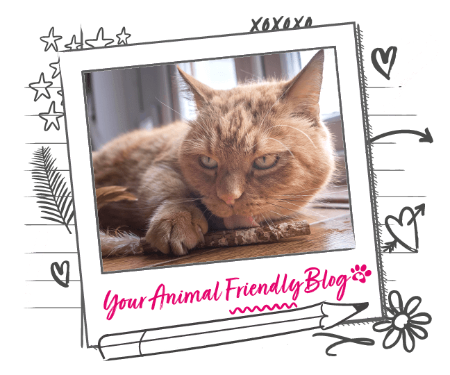 What Does It Mean When Your Pet Brings You A Present Animal Friends what-does-it-mean-when-your-pet-brings-you-a-present-animal-friends
