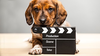 Our Top Ten Fictional Dogs | Animal Friends