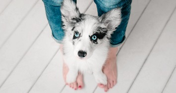 Understanding adolescence in dogs - the teenage years | Animal Friends