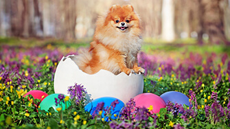 Tips and Tricks for a Pet-Friendly Easter Egg Hunt | Animal Friends