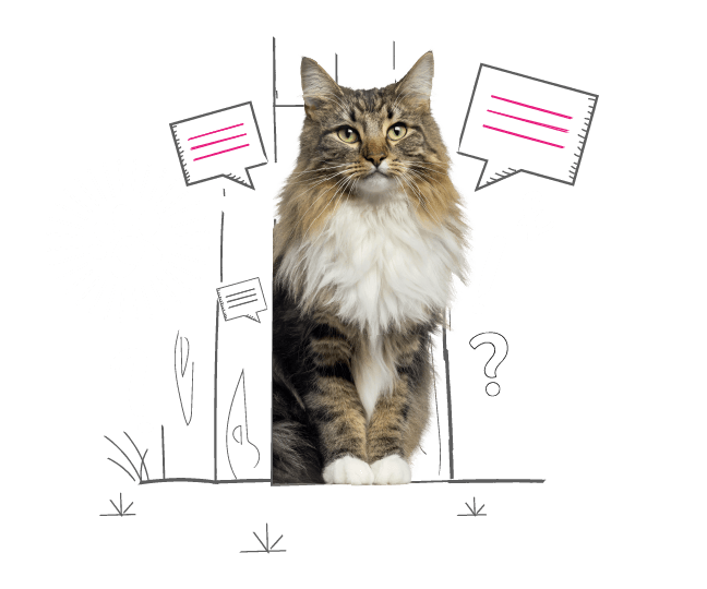 Cat Blog | Animal Friends