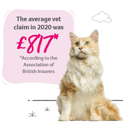 Cat Insurance - Quote Now! Award-Winning Pet Insurance | Animal Friends