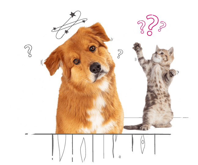 Frequently Asked Questions | Animal Friends