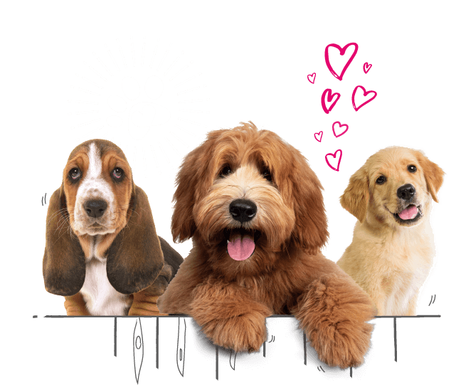 Puppy Insurance - with PupStart Available | Animal Friends