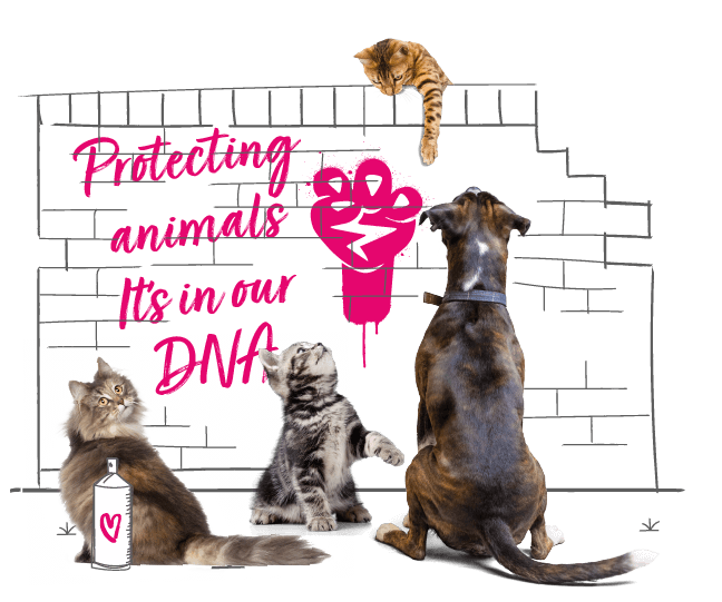 Campaigning for Change | Animal Friends