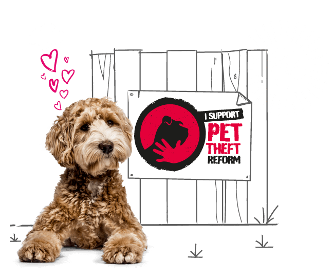 Pet Theft Reform: Campaigning for Change | Animal Friends