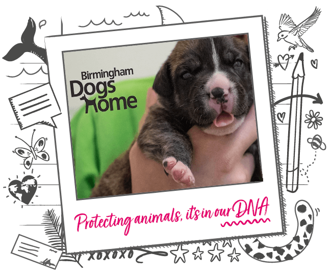 Birmingham Dogs Home | Animal Friends