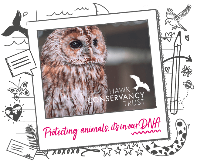 Hawk Conservancy Trust | Animal Friends
