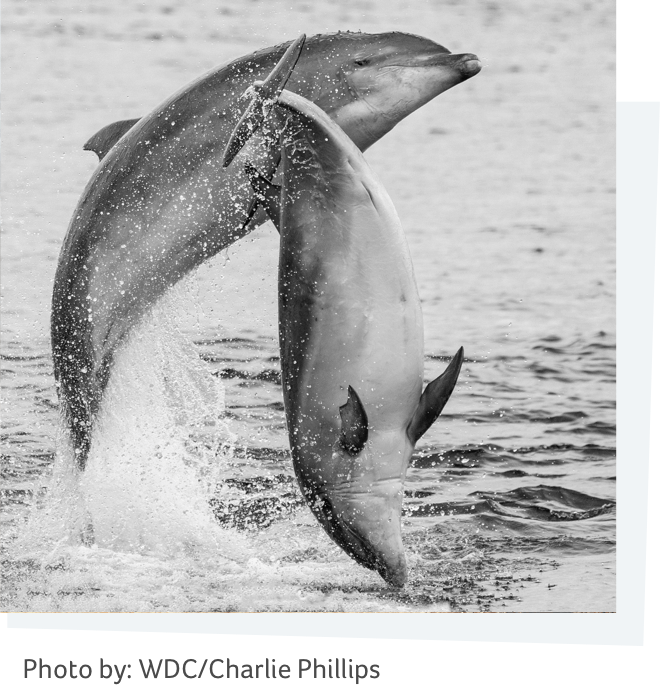 Whale and Dolphin Conservation | Animal Friends